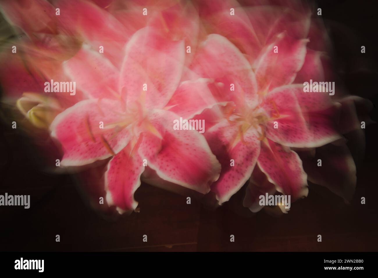 Defused natural beauty of ornamental lilies created for colorful art concept, illuminating shape ...