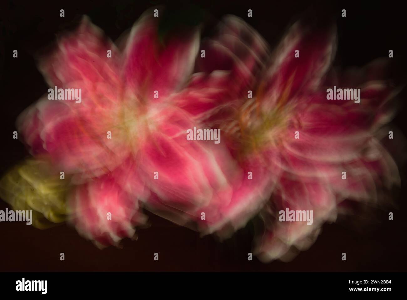 Defused natural beauty of ornamental lilies created for colorful art ...