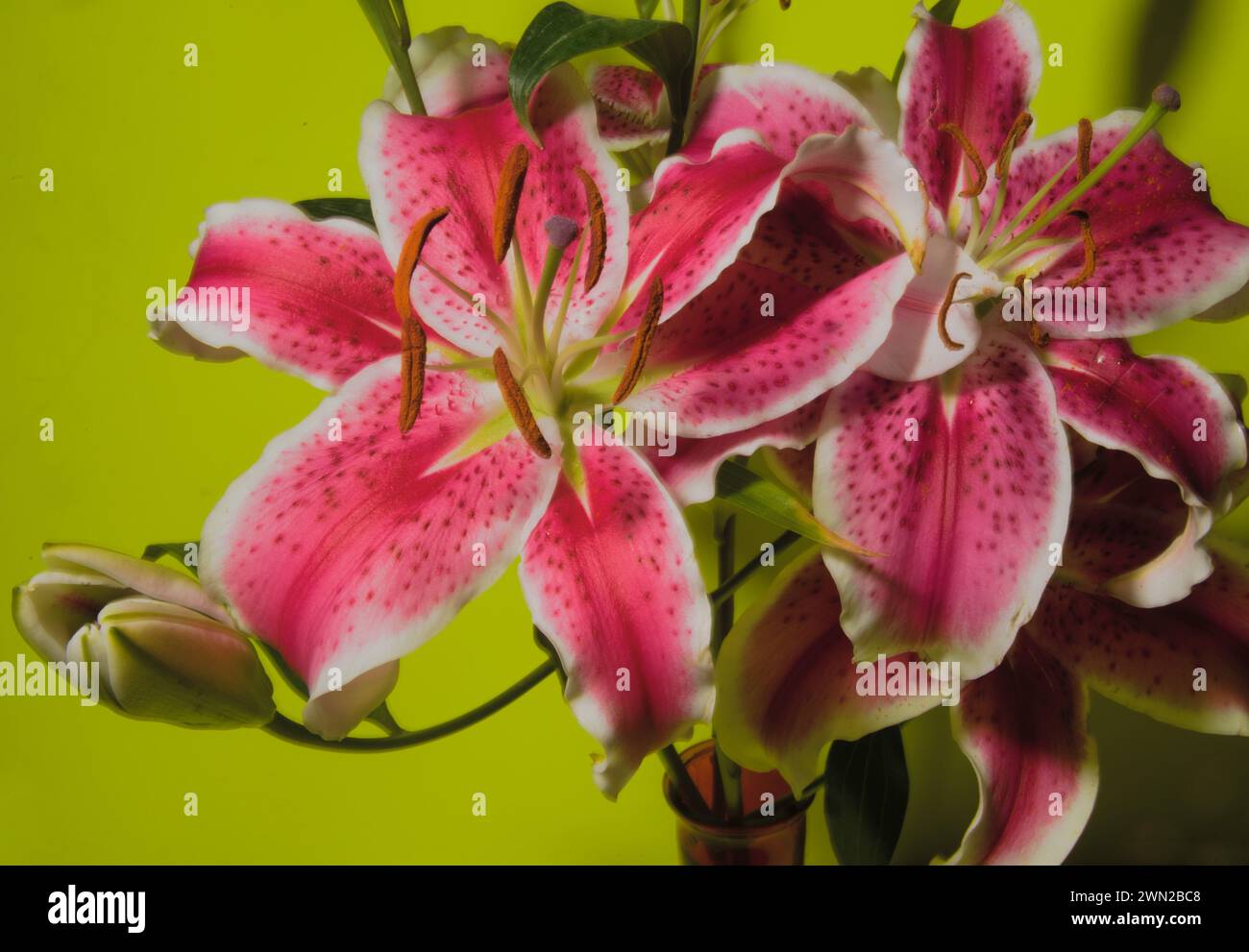 Defused natural beauty of ornamental lilies created for colorful art ...