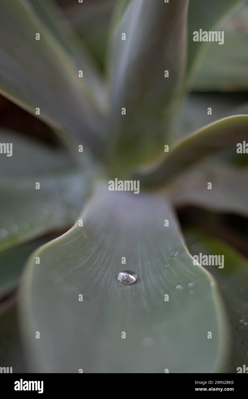 Singular succulent hi-res stock photography and images - Alamy