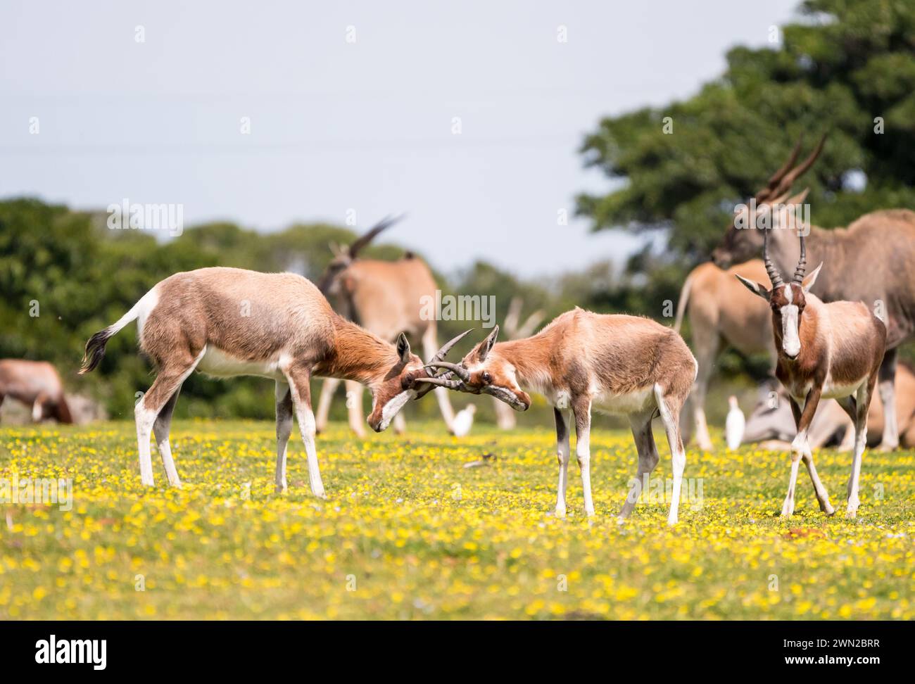Bontebok damaliscus pygargus pygargus juvenile hi-res stock photography ...
