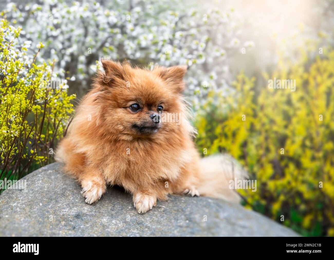 picture of pomeranian in the nature, in spring Stock Photo - Alamy