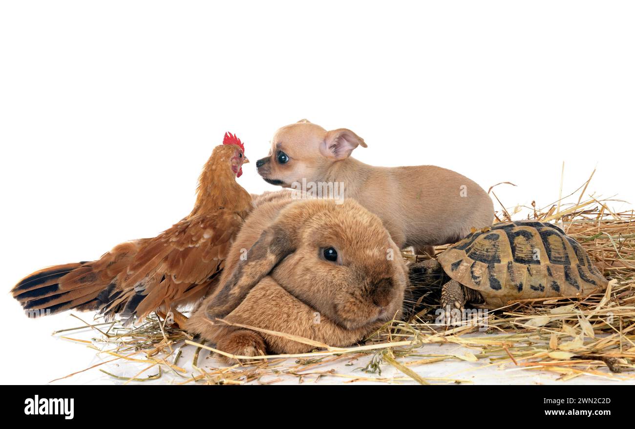 rabbit, puppy, turtle and chicken in front of white background Stock ...