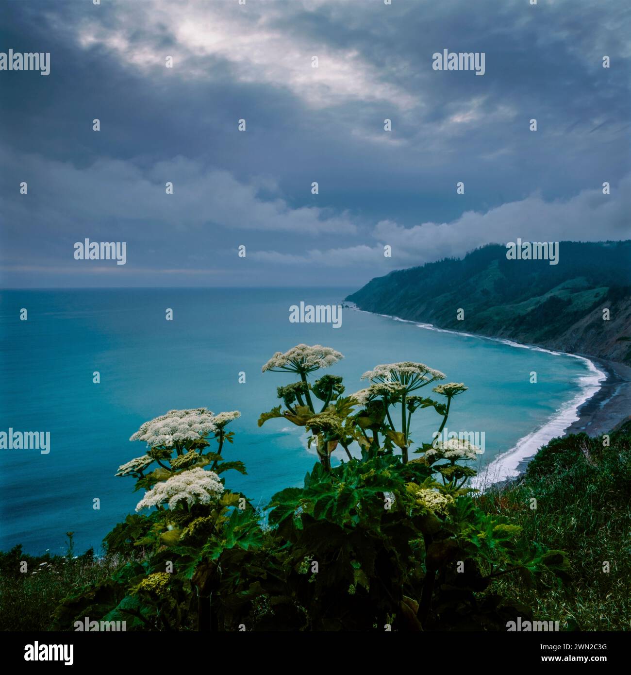 Cow Parsnip, Storm Clouds, Usal Beach, Sinkyone Wilderness State Park ...