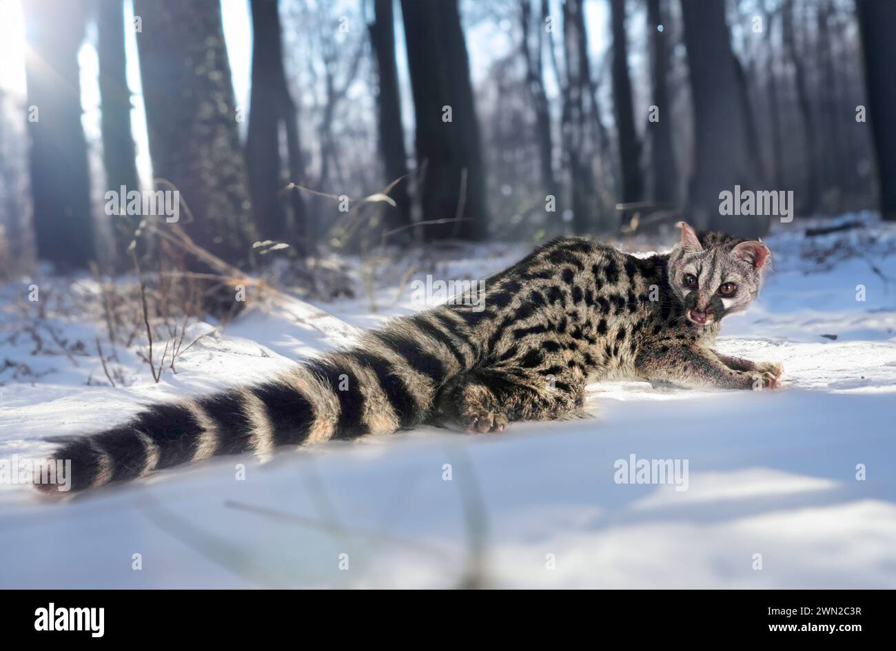 Common genet in front of nature background Stock Photo - Alamy