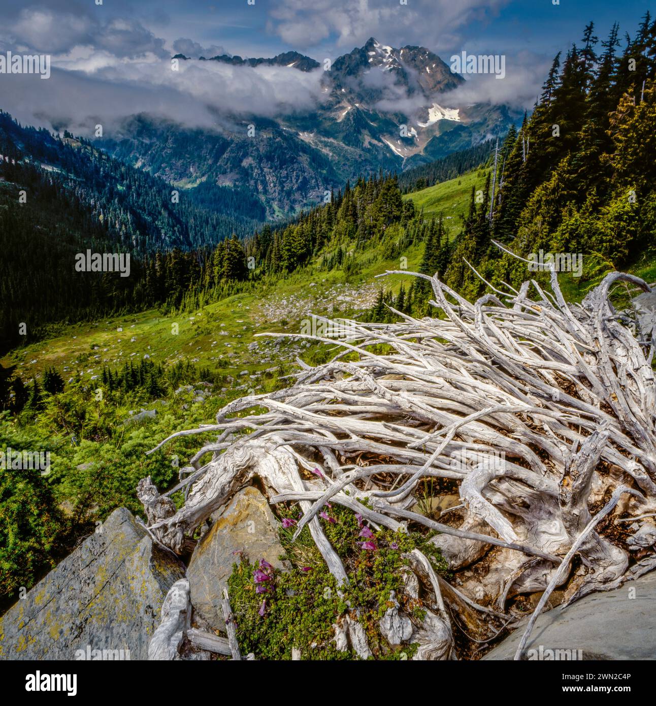 La Crosse Pass, Mount Anderson, Olympic National Park, Washington Stock ...