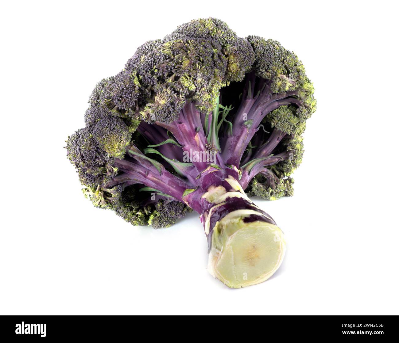 purple broccoli in front of white background Stock Photo - Alamy