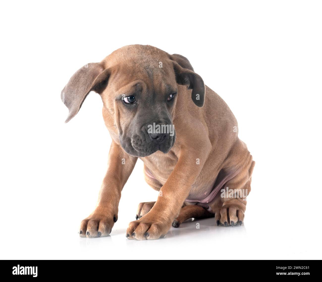 Mastiff dog angry hi-res stock photography and images - Alamy