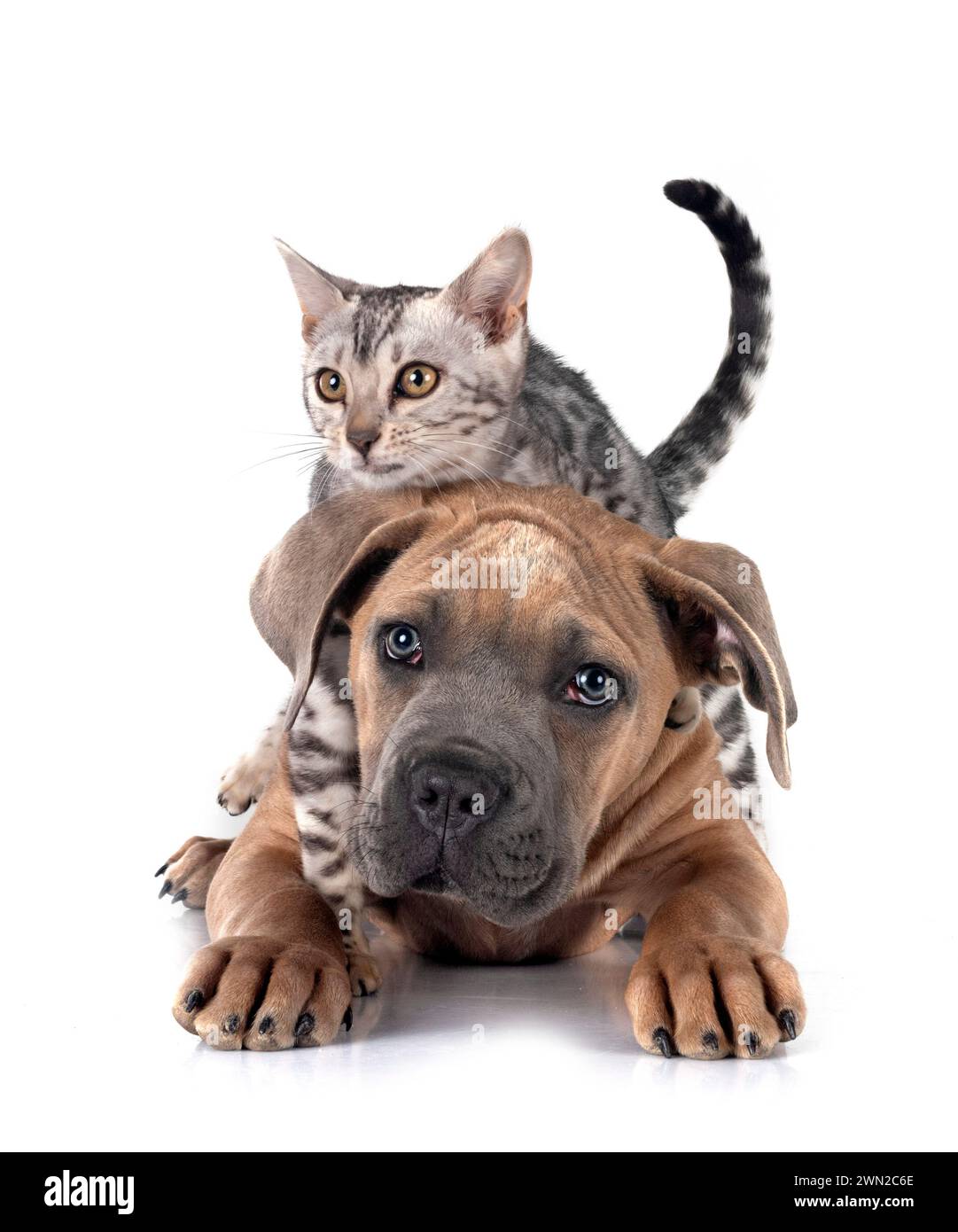 bengal cat and cane corso in front of white background Stock Photo - Alamy