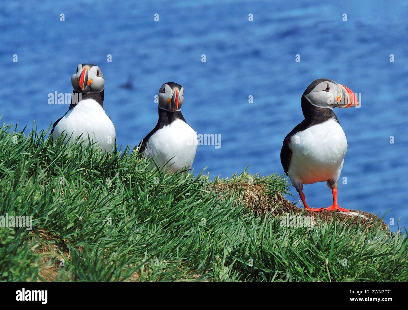 three nesting Atlantic puffins in the summer in the cliffs of the ...