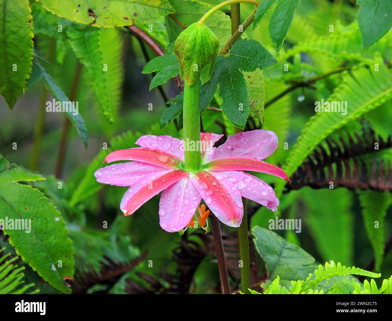 Pretty pink banana poka flower after a rainfall in the rainforest in ...