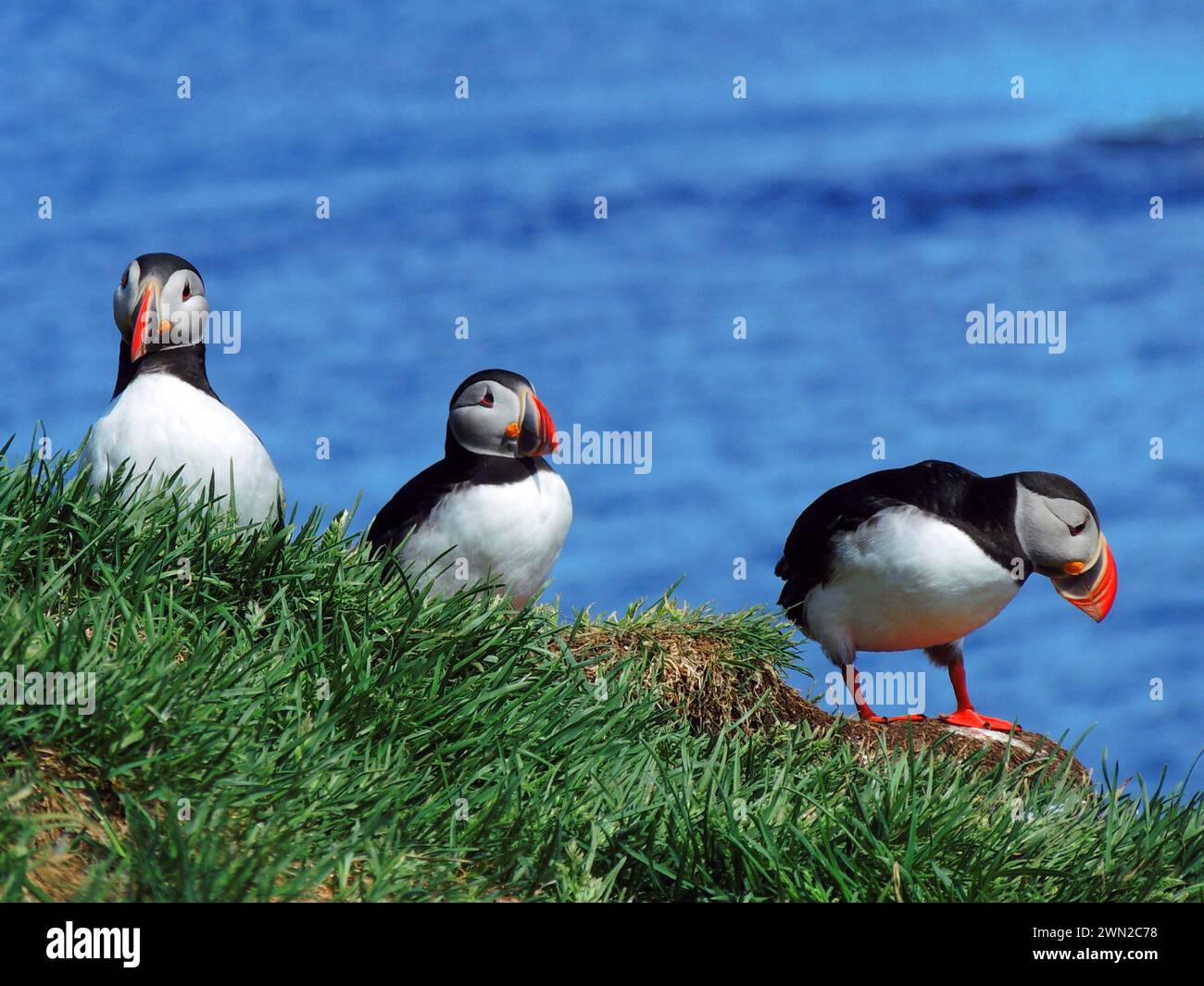 three nesting Atlantic puffins in the summer in the cliffs of the ...