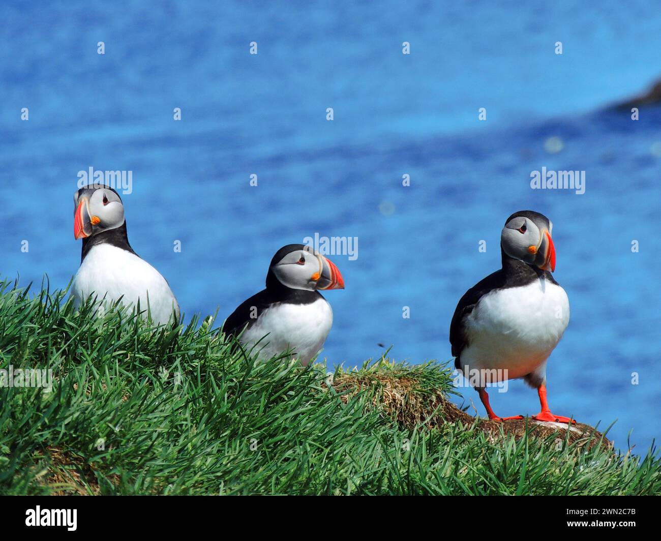 three nesting Atlantic puffins in the summer in the cliffs of the ...