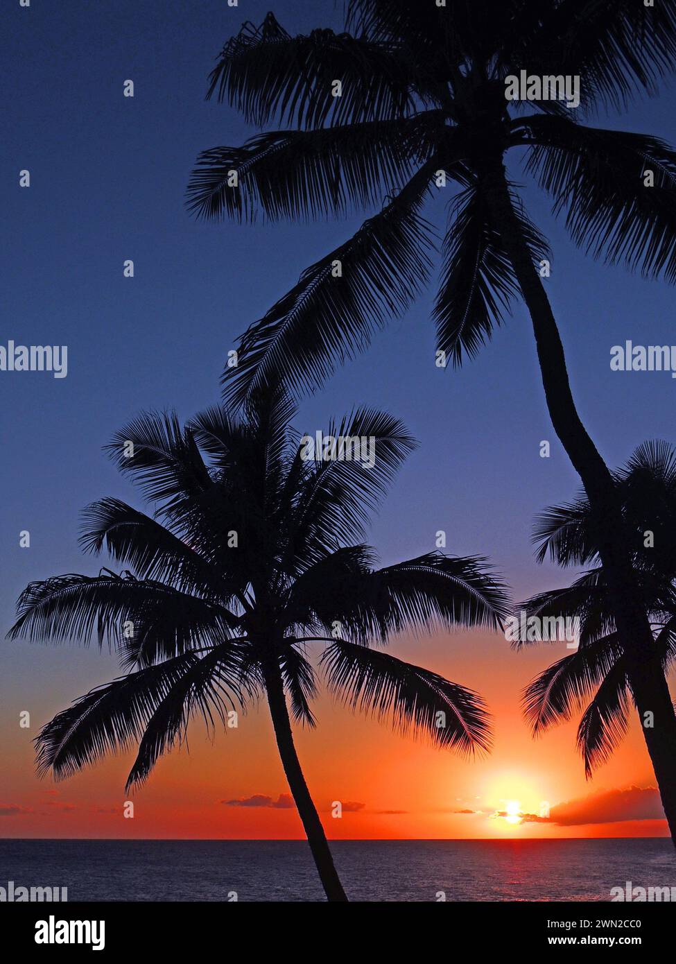 Colorful Sunset and Palm trees over the pacific ocean in poipu beach ...