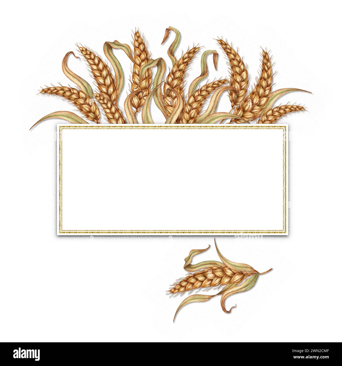 Watercolor illustration of golden ripe ears of wheat with space for ...