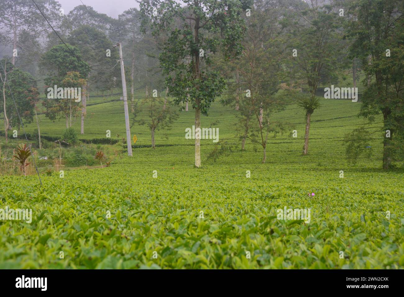 Landscape of the Tambi tea garden in the city of Wonosobo Stock Photo ...