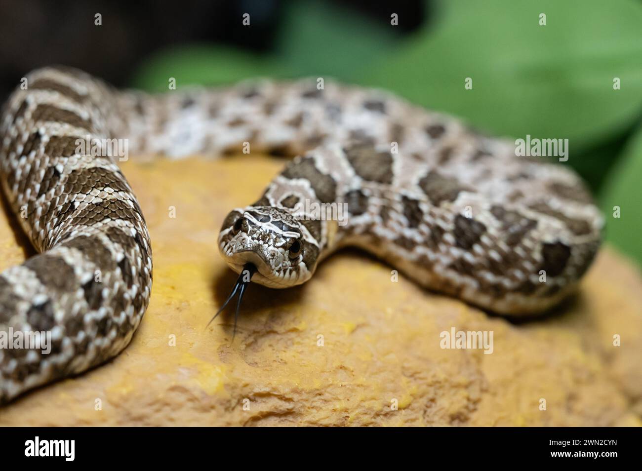 Hooked snake hi-res stock photography and images - Alamy