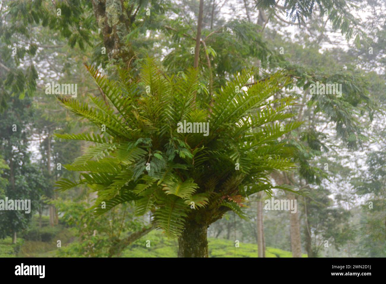 Landscape of the Tambi tea garden in the city of Wonosobo Stock Photo ...
