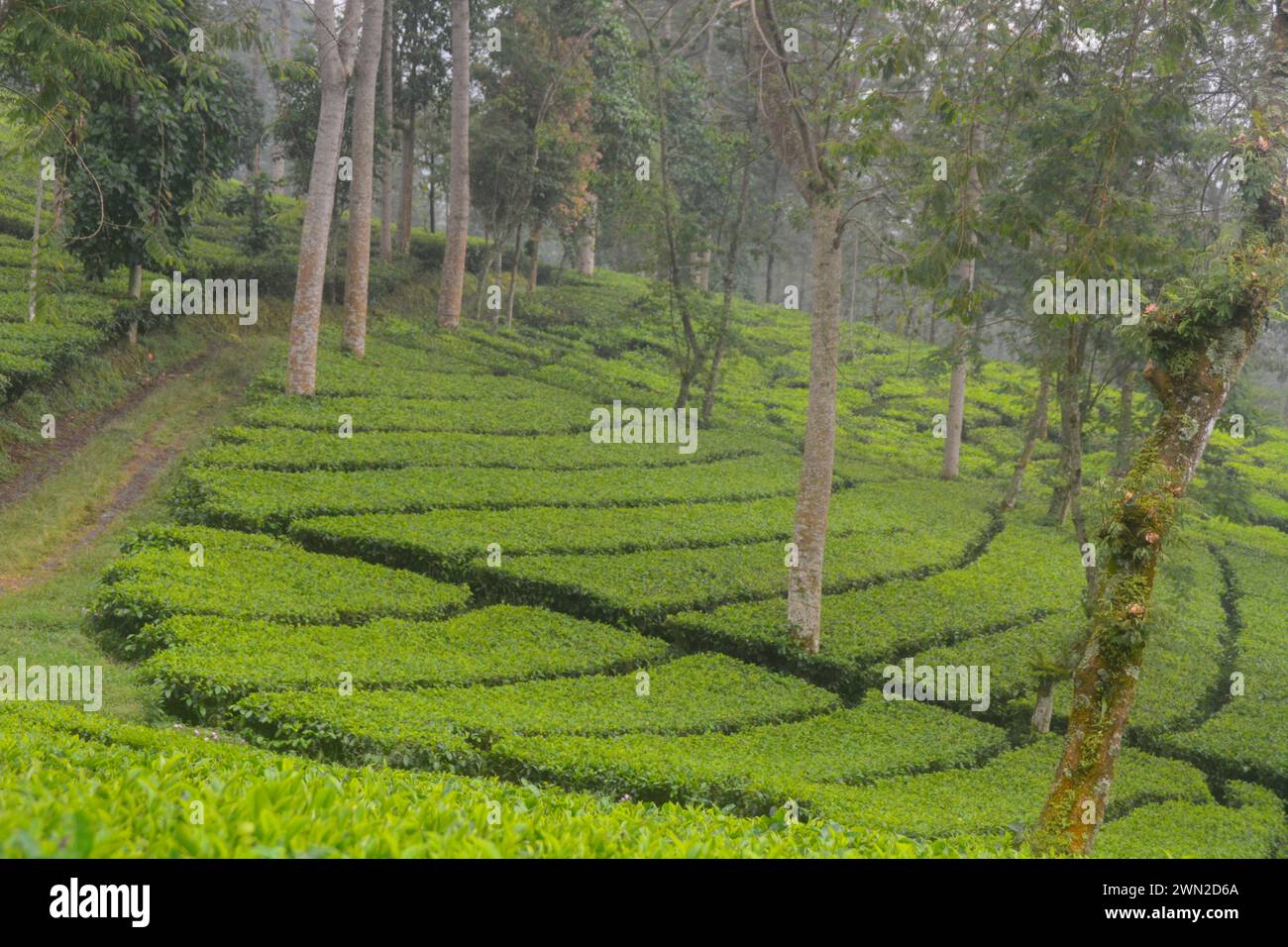 Landscape of the Tambi tea garden in the city of Wonosobo Stock Photo ...
