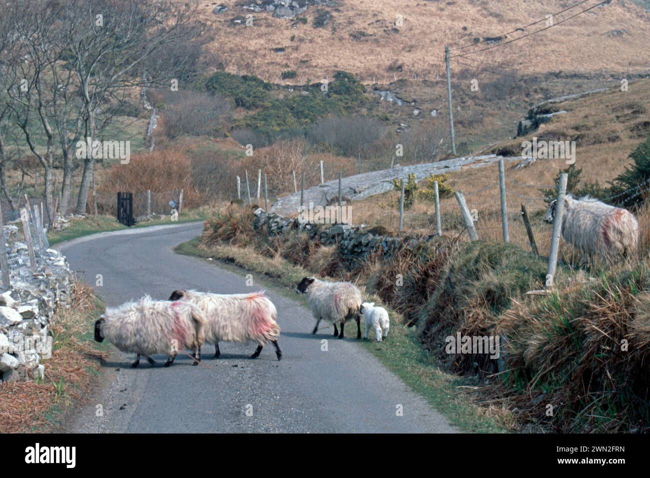 Co donegal lamb hi-res stock photography and images - Alamy