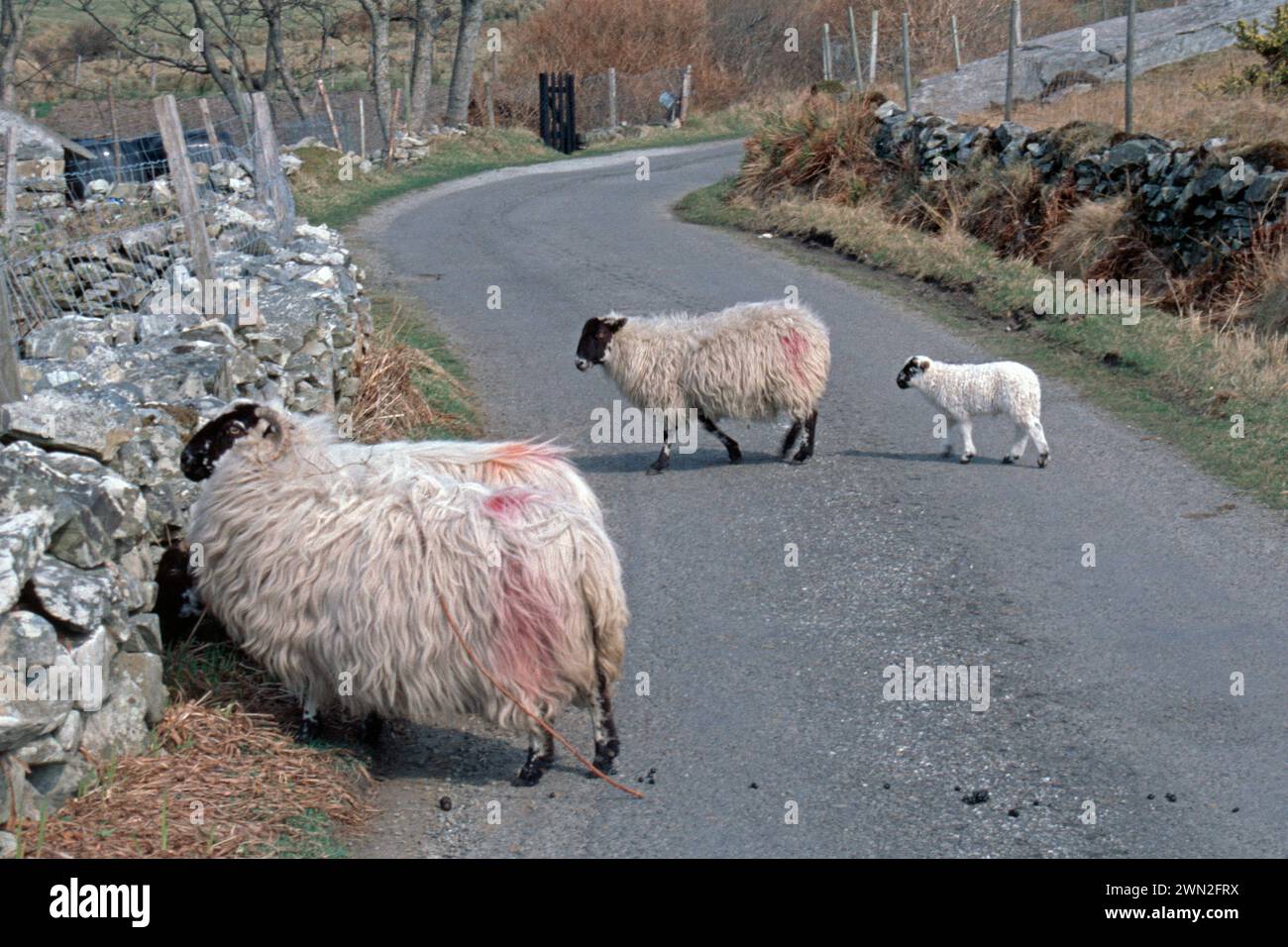 Co donegal lamb hi-res stock photography and images - Alamy