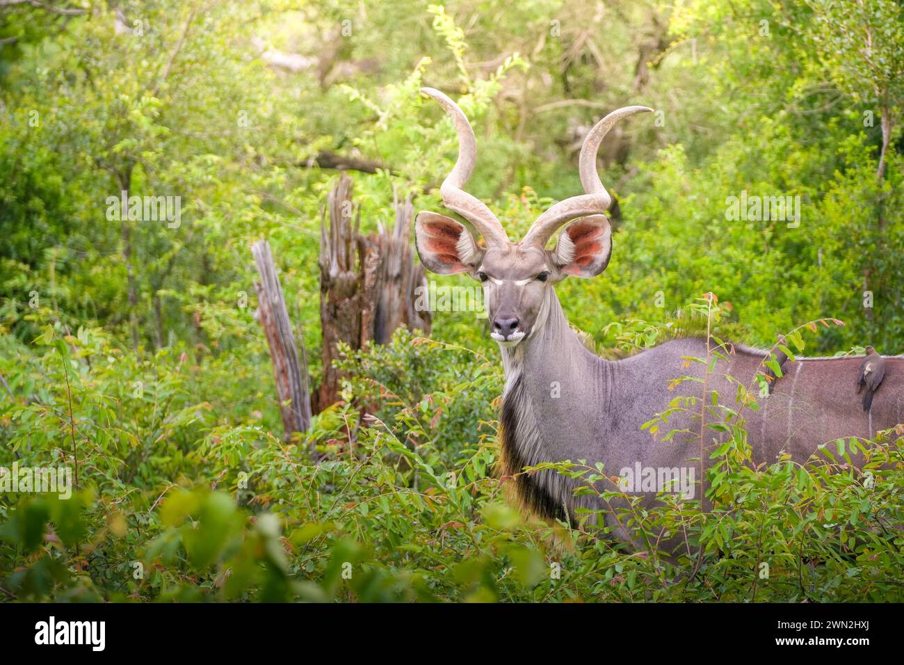 A stately kudu antelope, with its signature long, twisted horns and ...