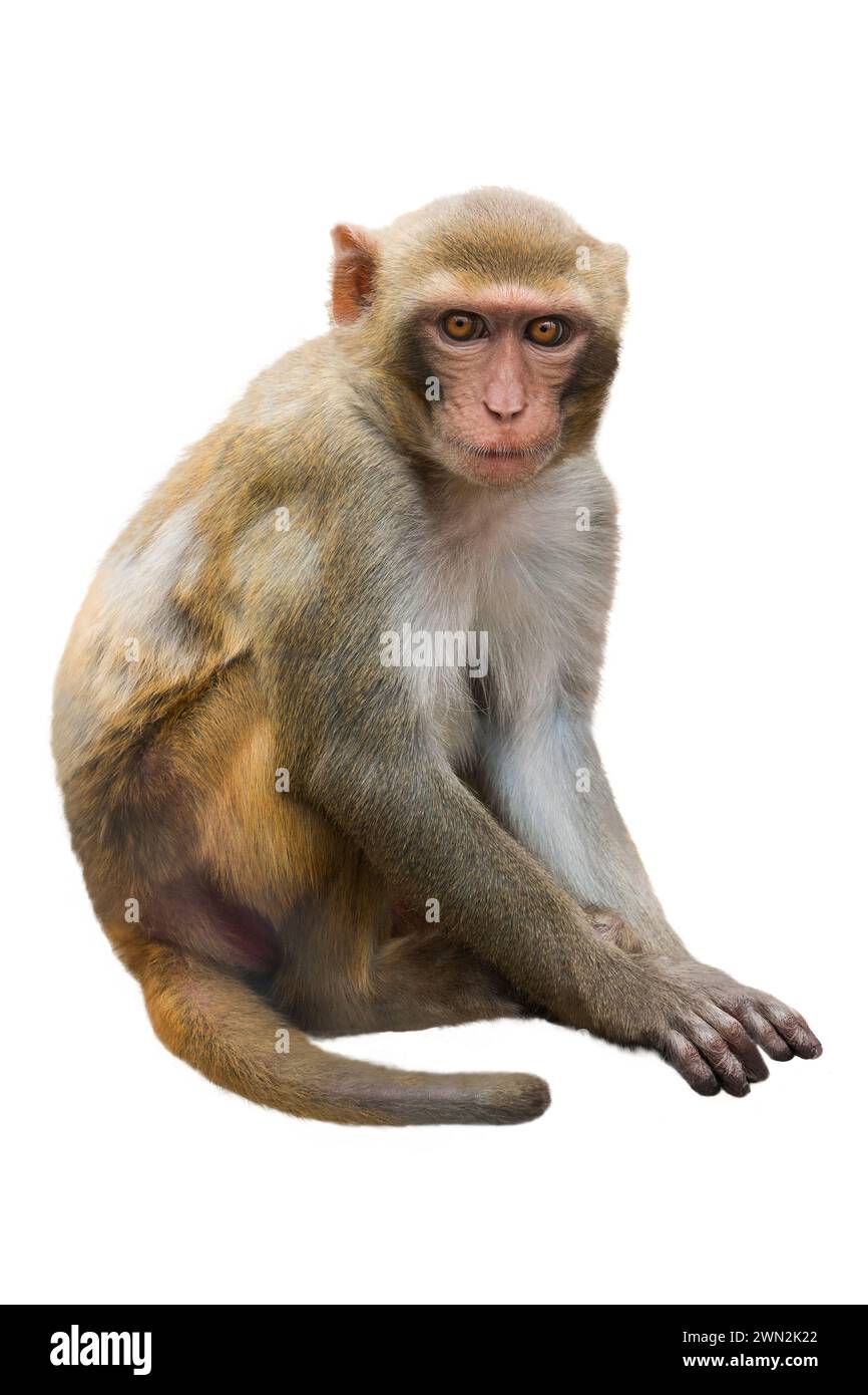 monkey isolated on a white background Stock Photo - Alamy