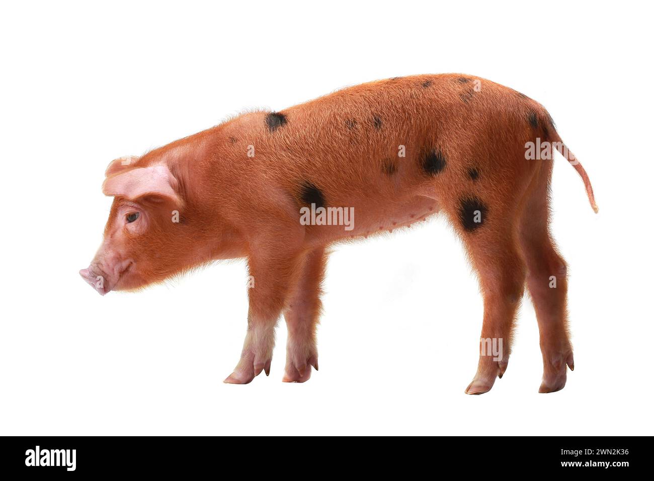 red pig on a white background Stock Photo - Alamy
