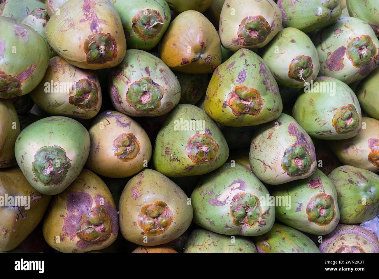 India coconuts hi-res stock photography and images - Alamy
