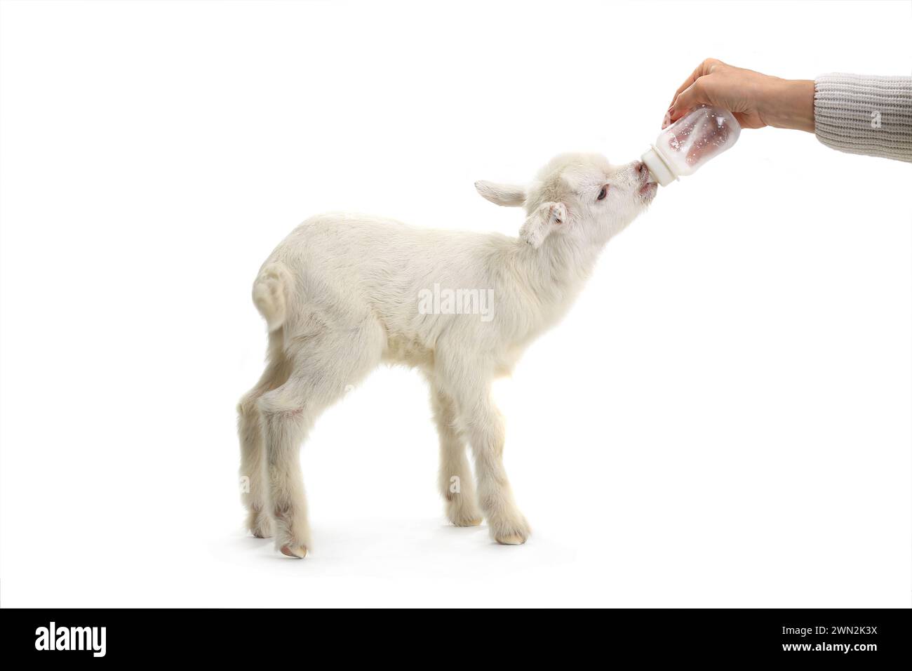 feedings of a goat kid isolated on white background. studio shot Stock ...