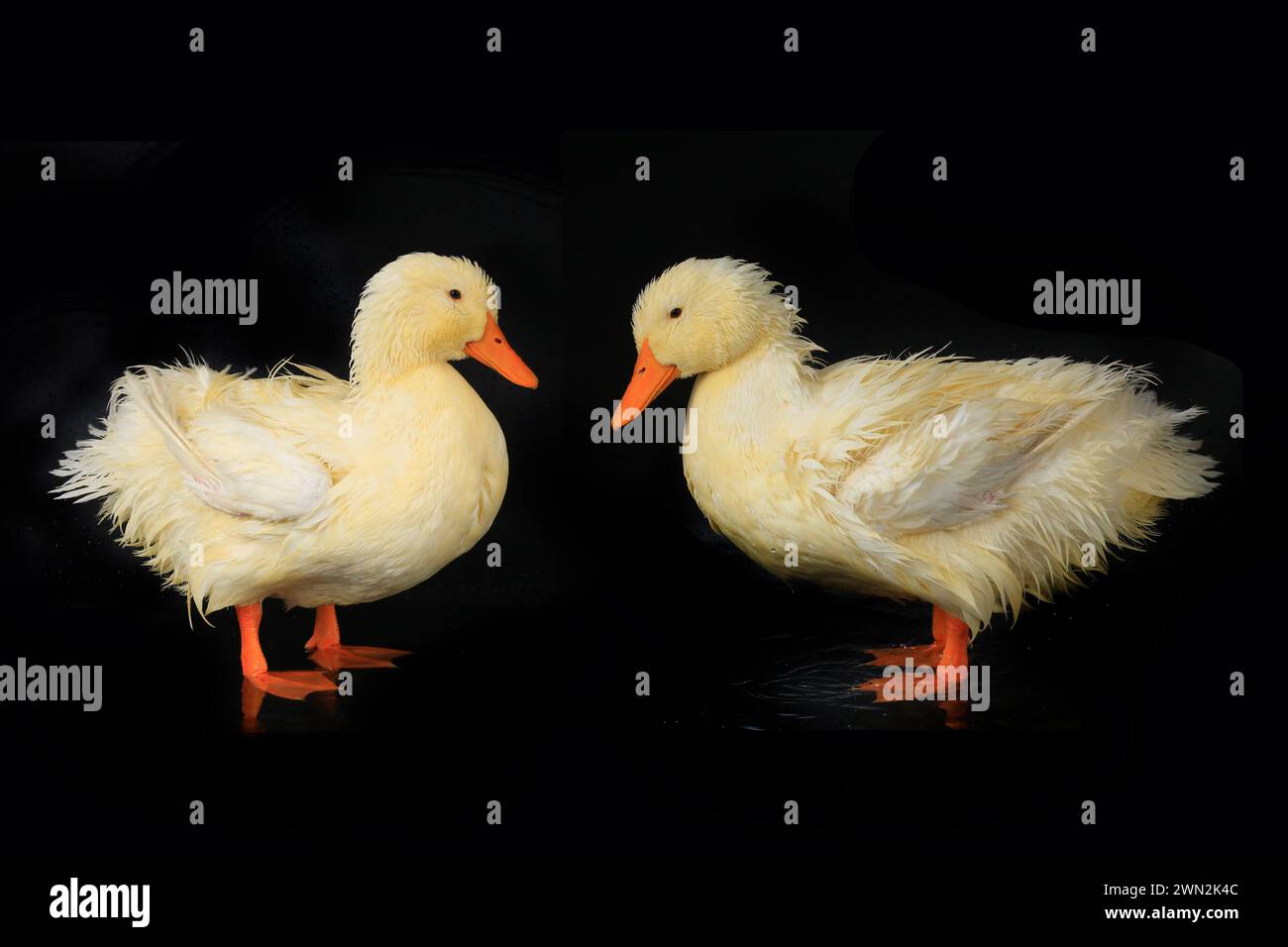 Two white duck hi-res stock photography and images - Alamy