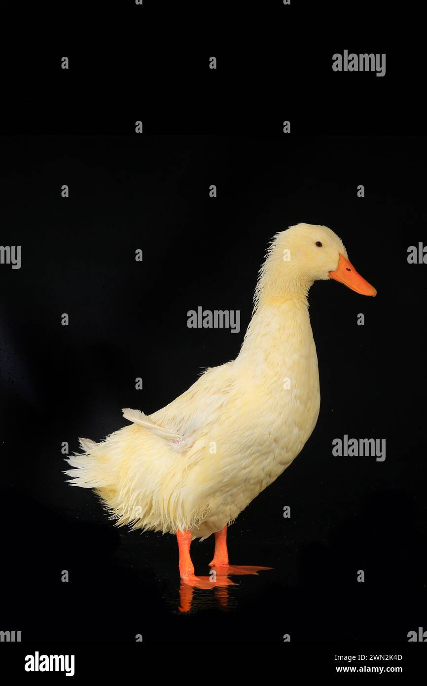 Two white duck hi-res stock photography and images - Alamy