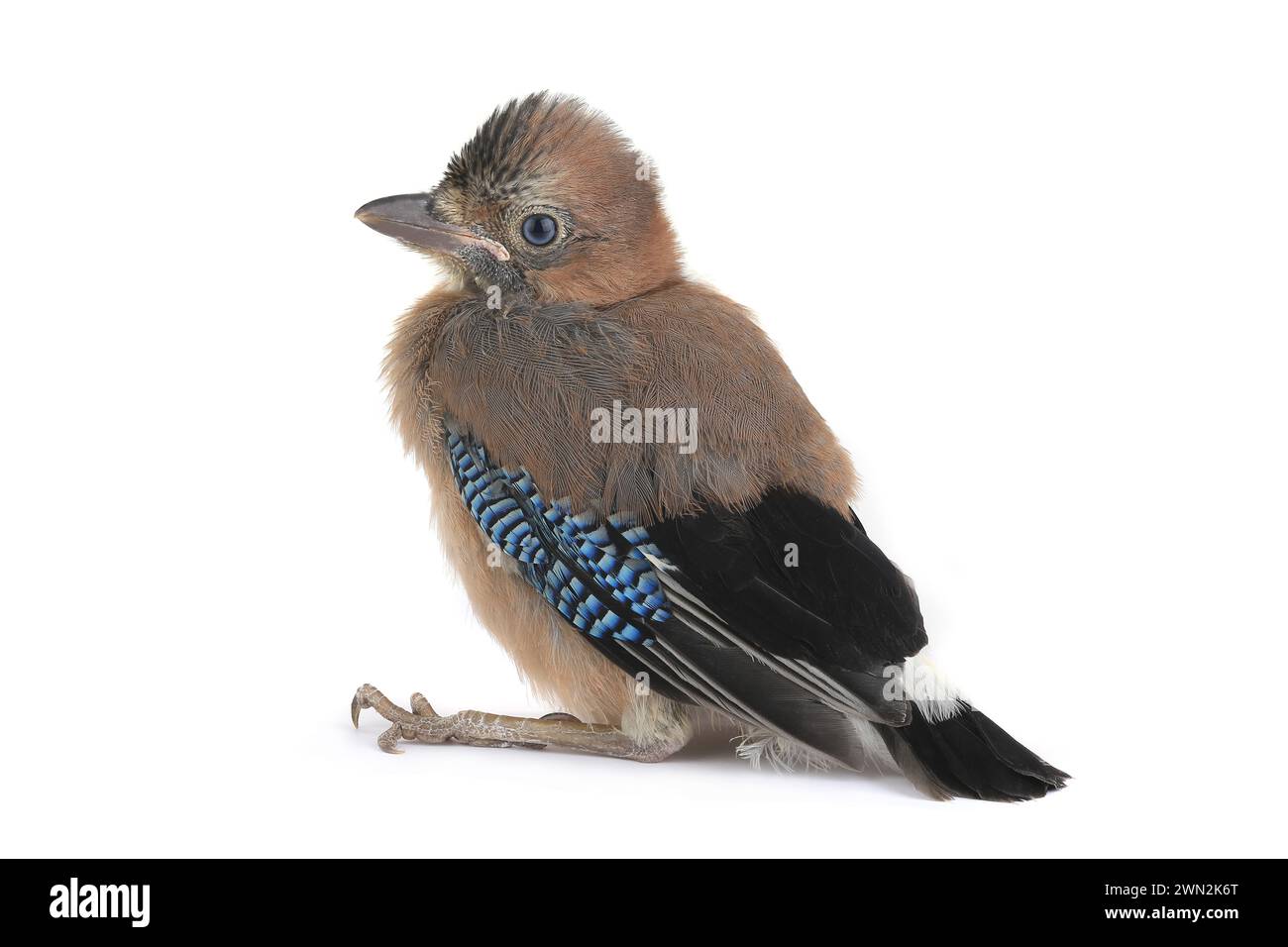 Baby jay hi-res stock photography and images - Alamy