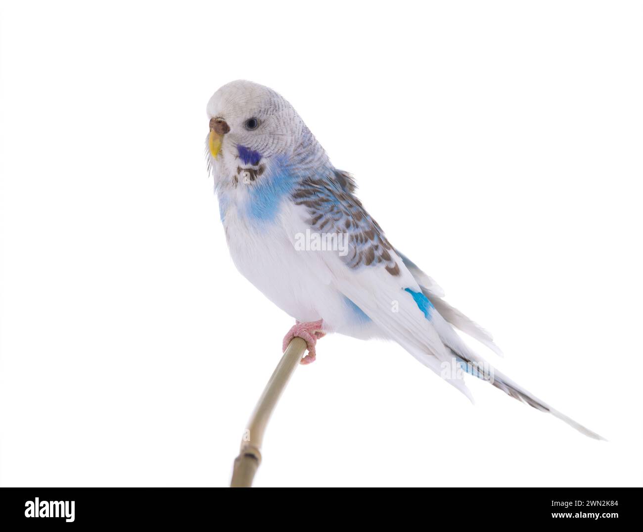 white budgie isolated on white background Stock Photo - Alamy