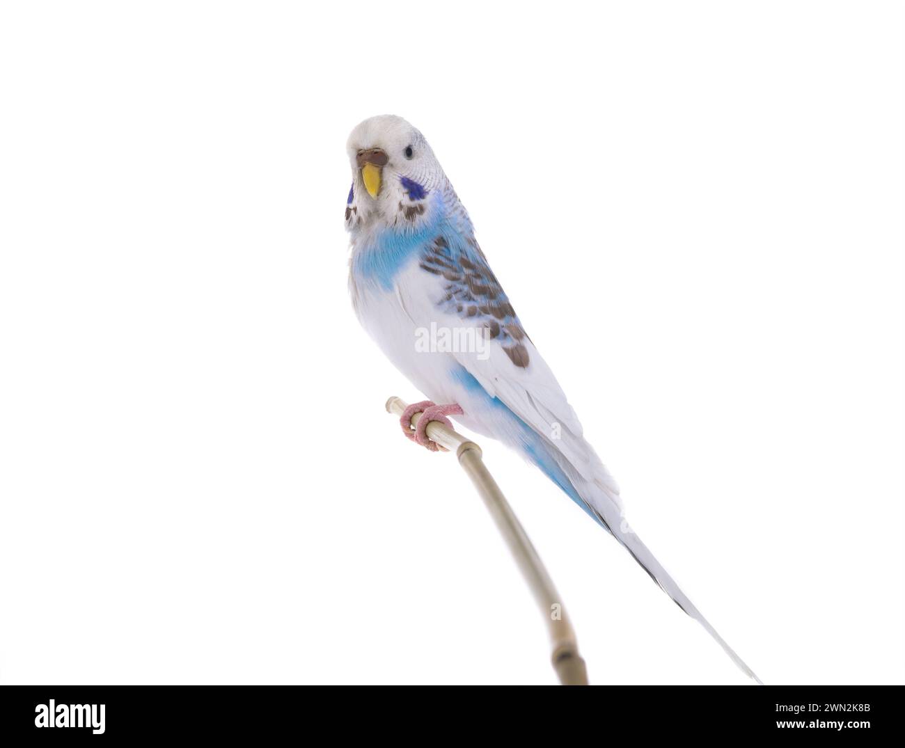 white budgie isolated on white background Stock Photo - Alamy