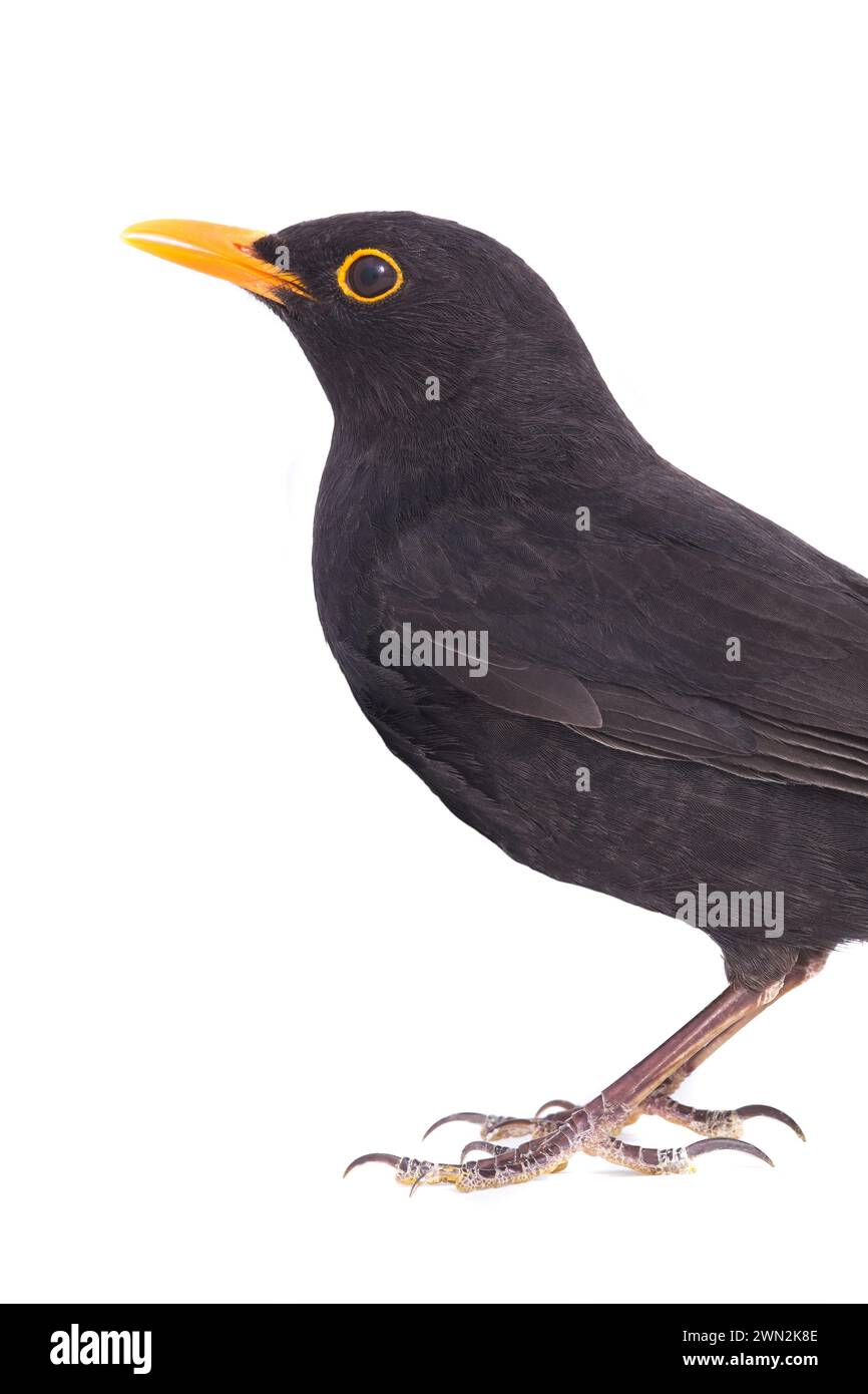 blackbird (Turdus merula) isolated on a white background Stock Photo ...