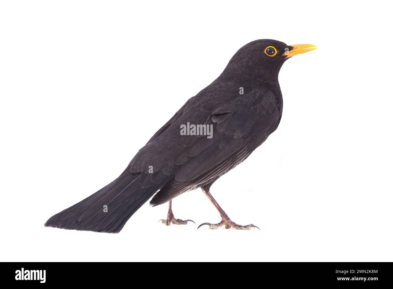blackbird (Turdus merula) isolated on a white background Stock Photo ...