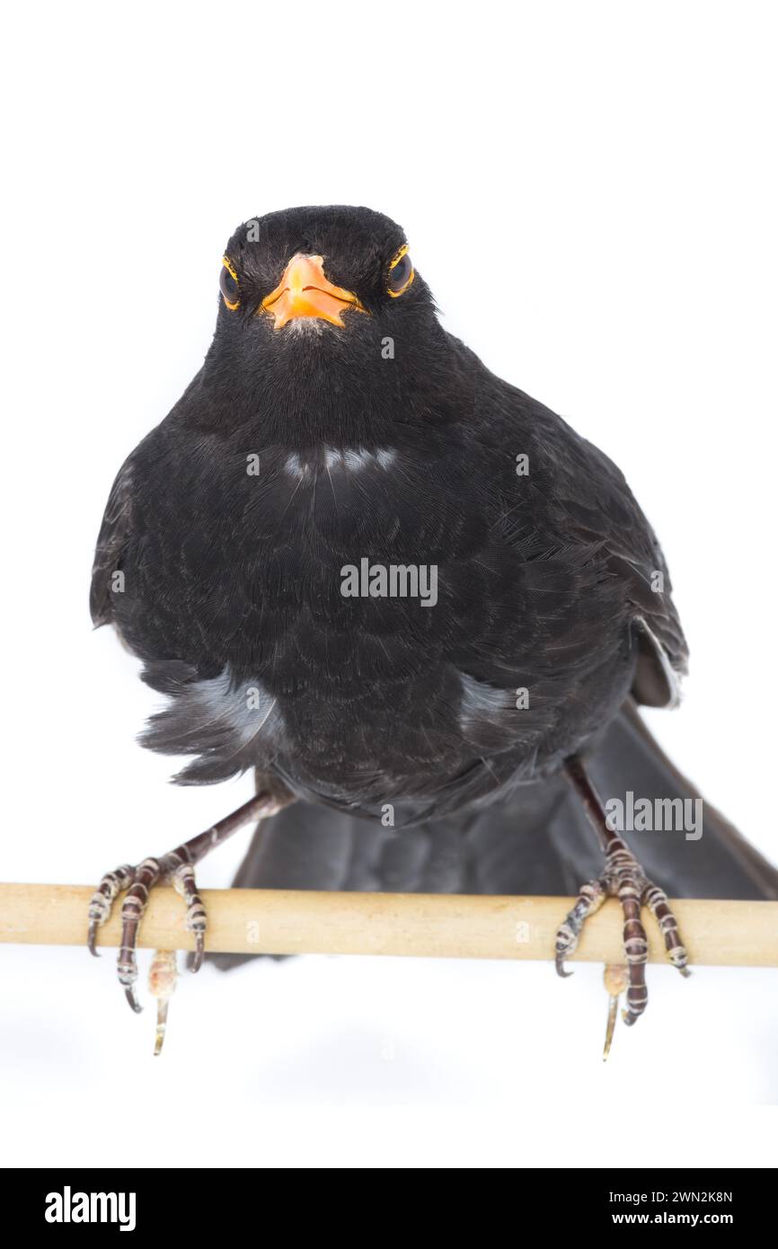 blackbird (Turdus merula) isolated on a white background Stock Photo ...