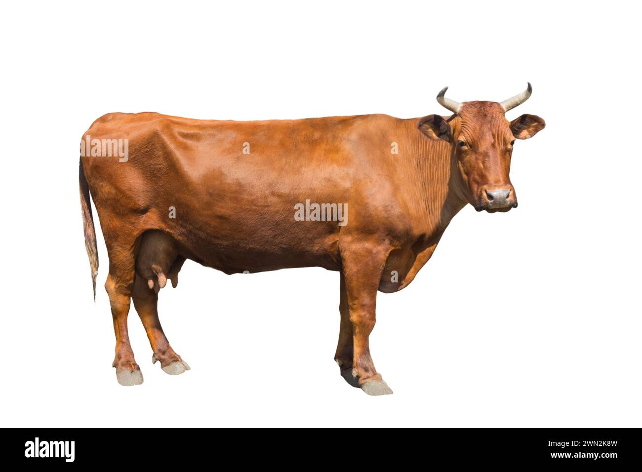 cow isolated on a white background Stock Photo - Alamy