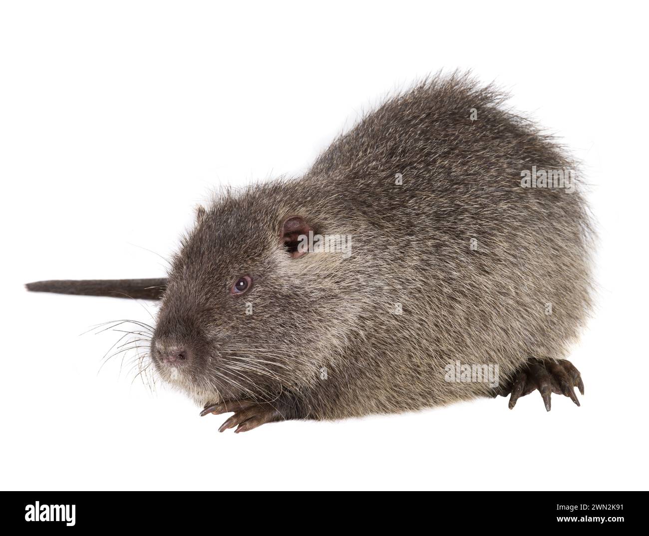Coypu (Myocastor coypus) aka river rat or nutria mammal animal isolated ...