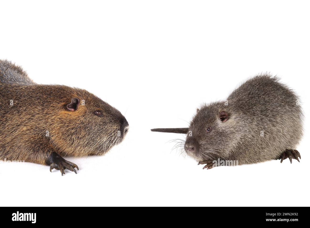 two Coypu (Myocastor coypus) aka river rat or nutria mammal animal ...