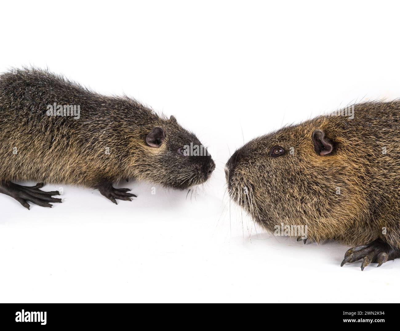 two Coypu (Myocastor coypus) aka river rat or nutria mammal animal ...