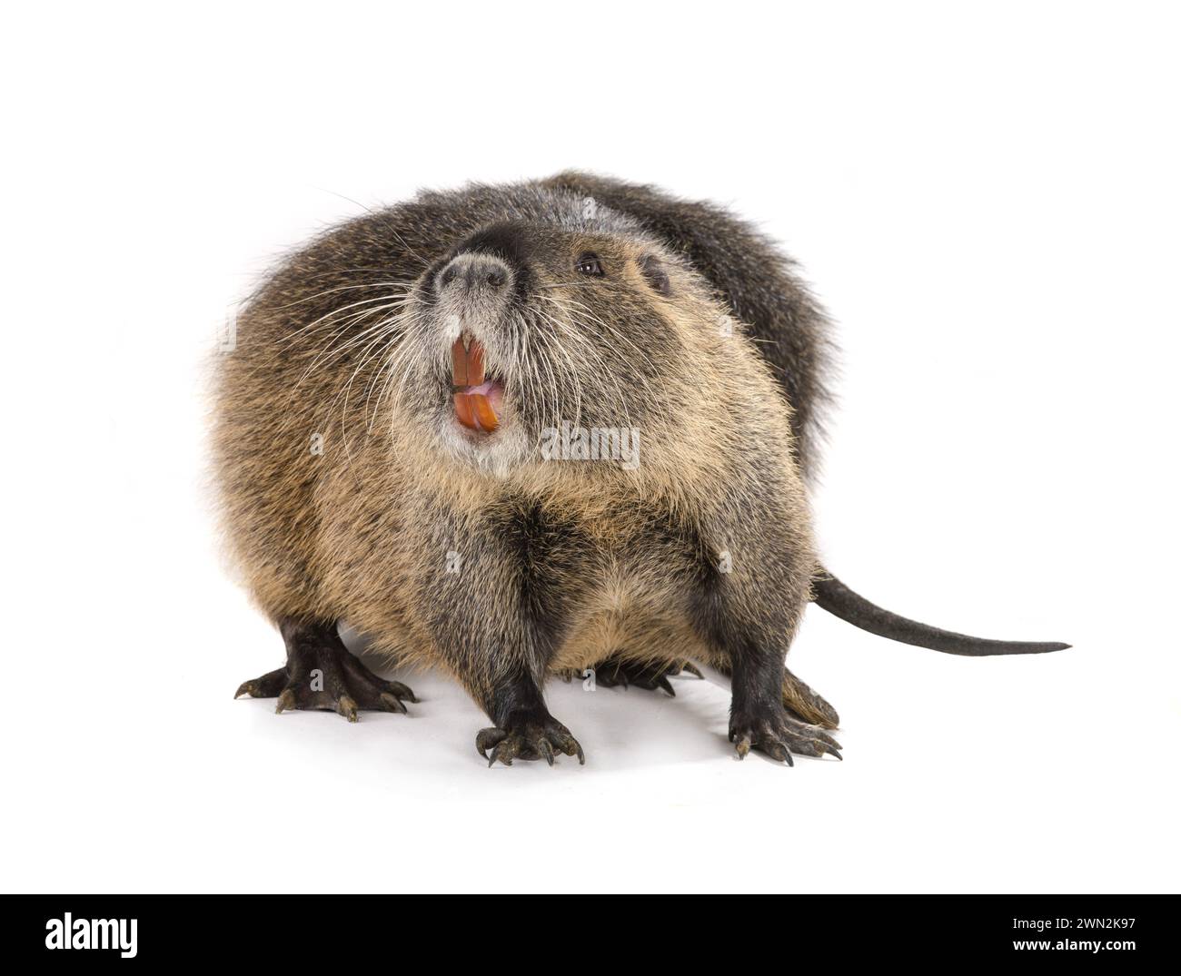 Coypu (Myocastor coypus) aka river rat or nutria mammal animal isolated ...