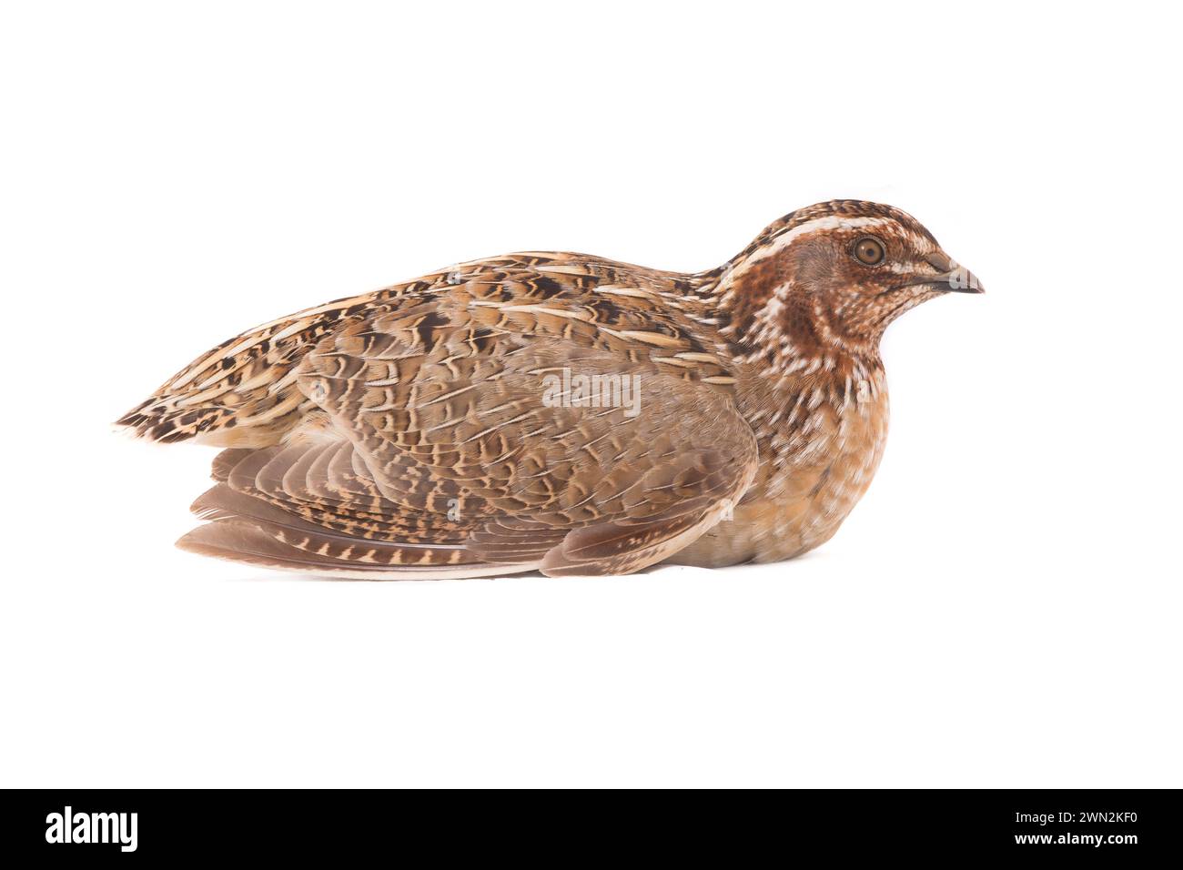 Coturnix quail farm hi-res stock photography and images - Alamy