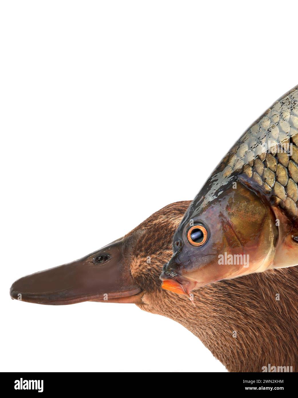conceptual picture of a duck with fish a carp on a white background ...