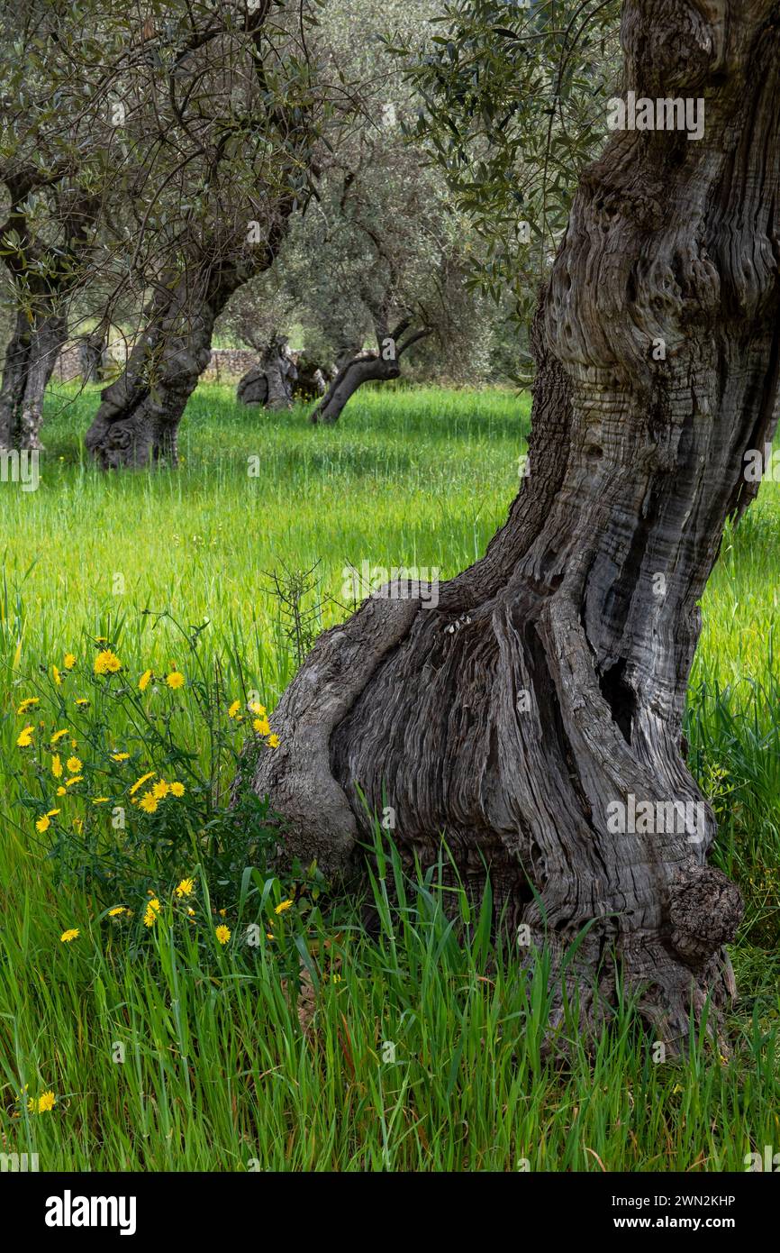 centenary olive trees of Alqueria d´Avall, Bunyola, Mallorca, Balearic ...