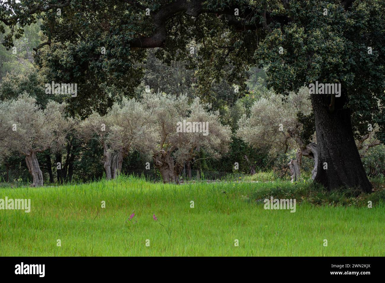 centenary olive trees of Alqueria d´Avall, Bunyola, Mallorca, Balearic ...
