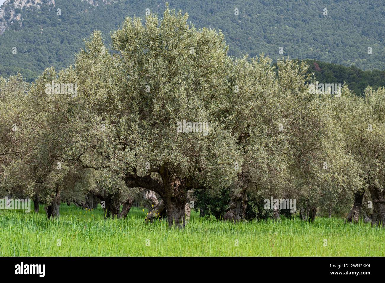 centenary olive trees of Alqueria d´Avall, Bunyola, Mallorca, Balearic ...