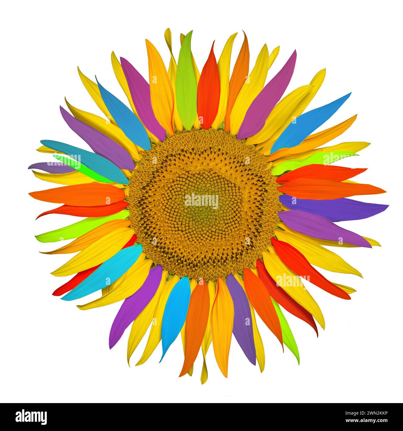 color sunflower isolated on a white background Stock Photo - Alamy