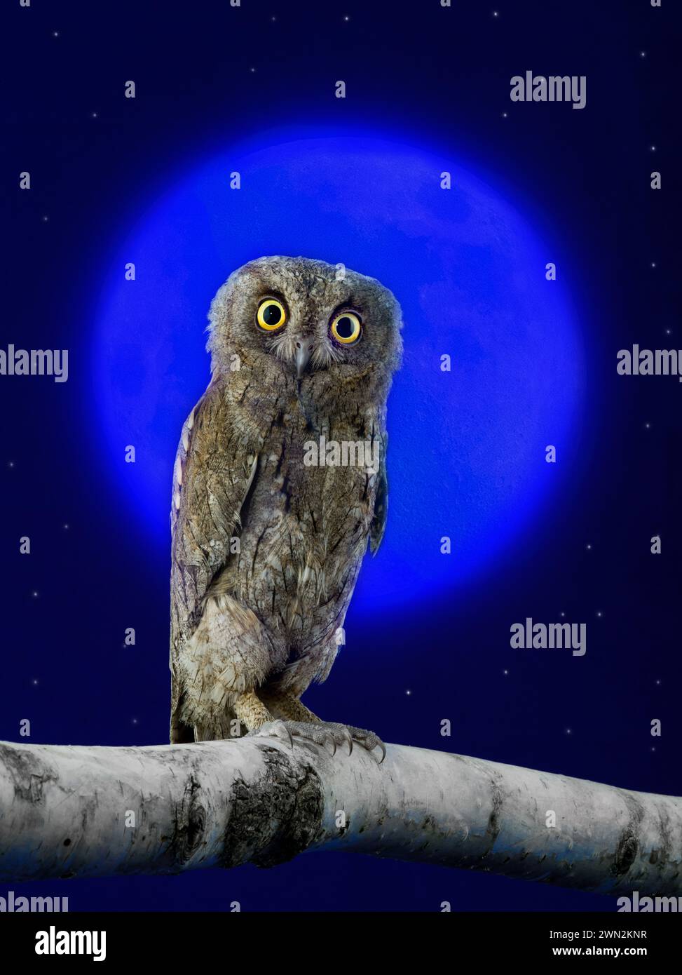 abstract owl against the background of the moon and the dark sky with ...